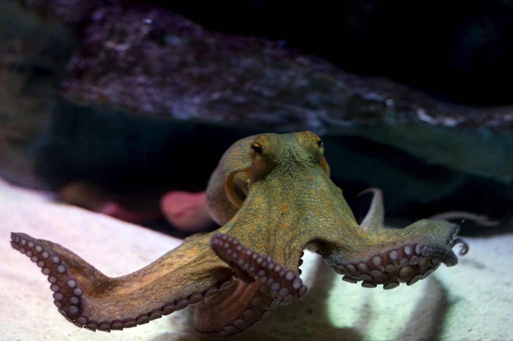 Bearing Arms: The Amazing World Of The Octopus - 1A