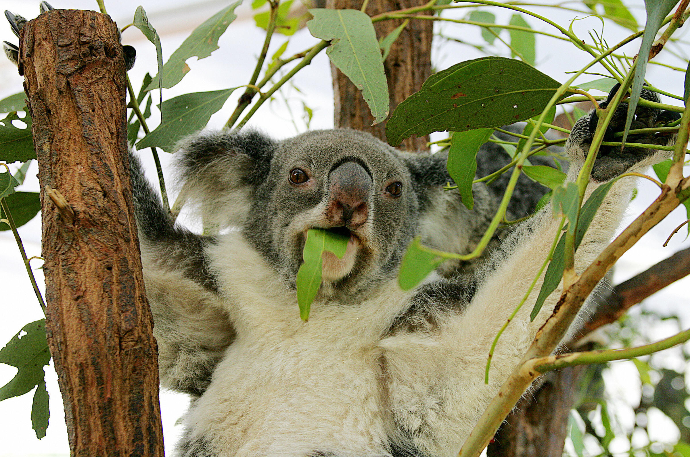 No, Koalas Aren't 'Functionally Extinct.' But They Are In Danger. | 1A