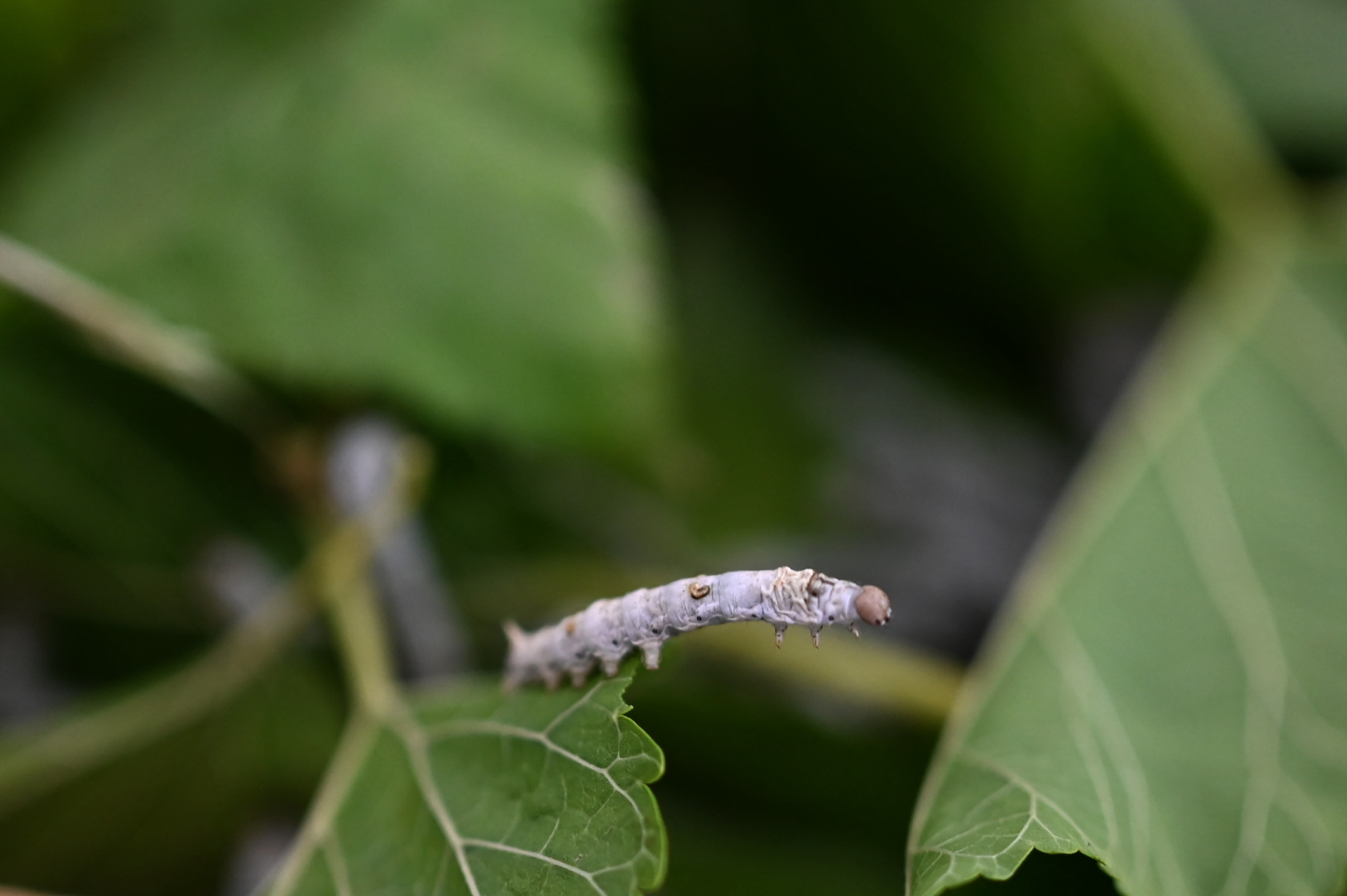 The secrets of silk | 1A