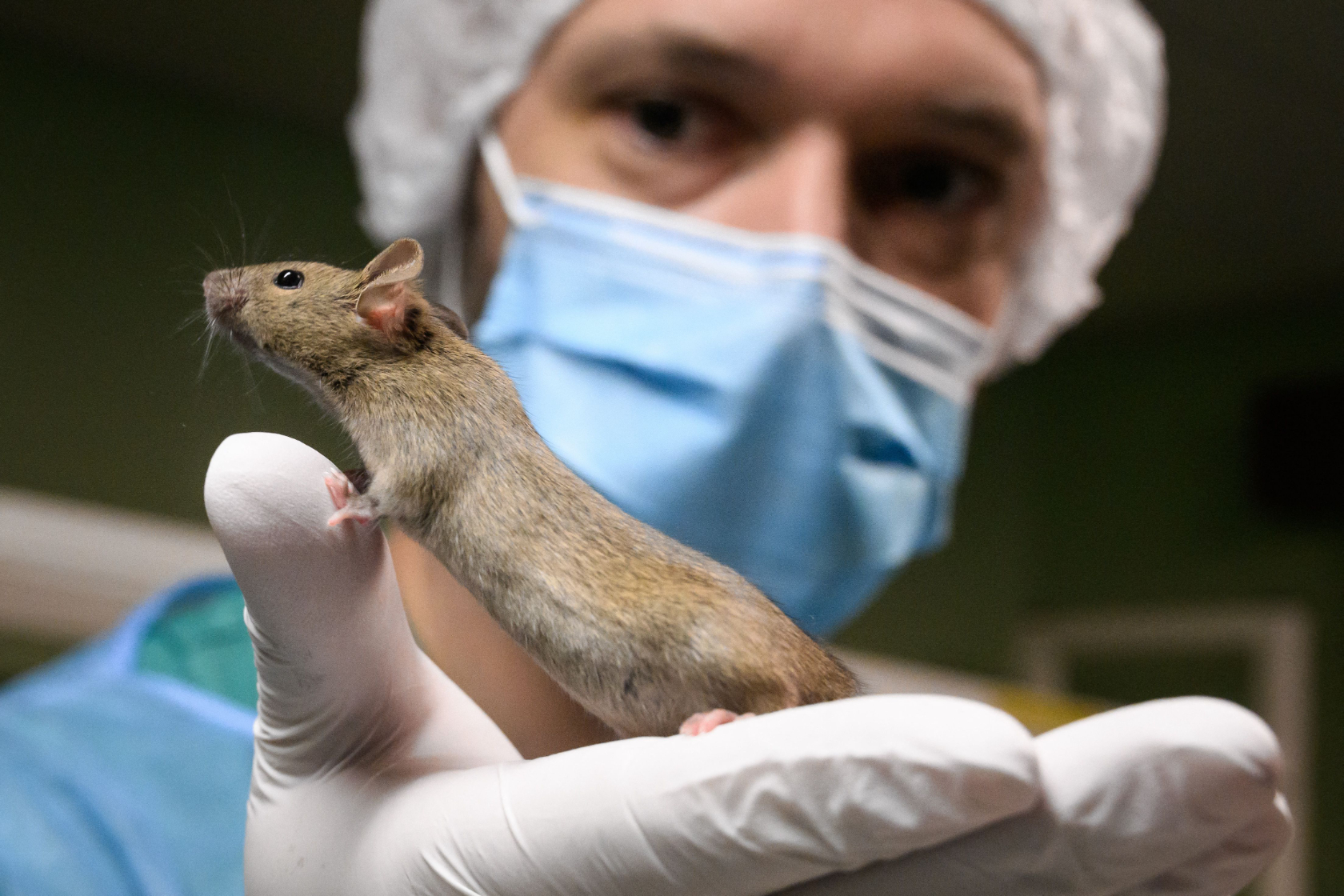 From alleyways to medicine, the problems and possibilities of rats | 1A