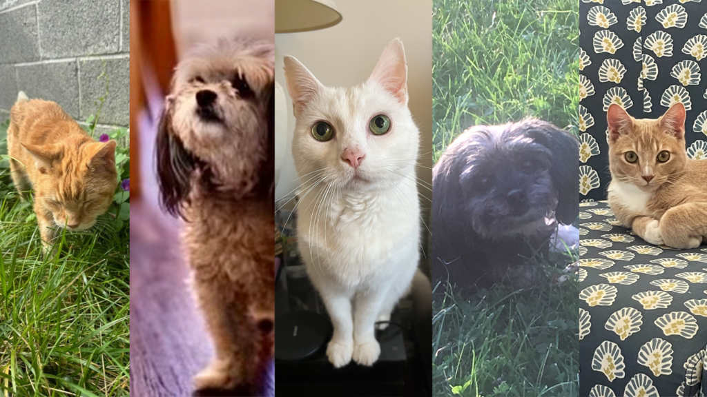 The death of a pet hits hard. Do we give those grieving enough grace? | 1A