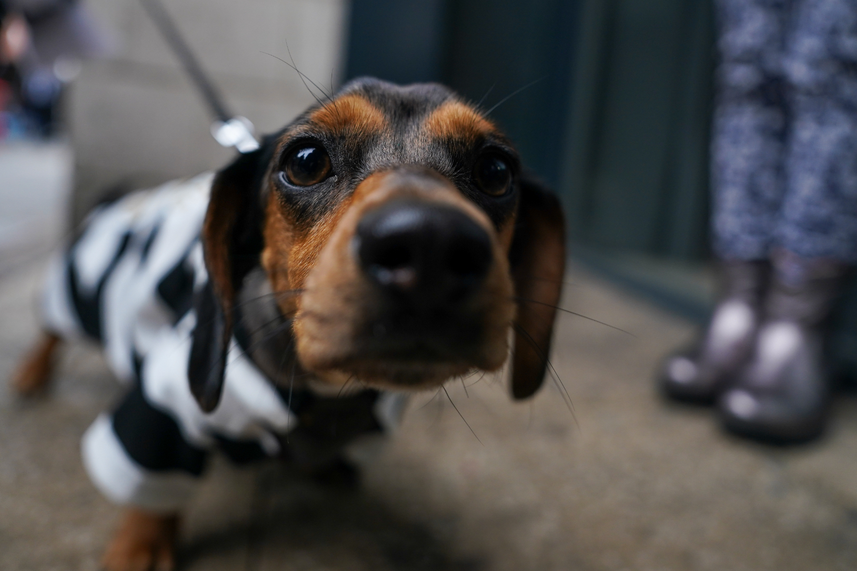 What's with the human habit of humanization? | 1A